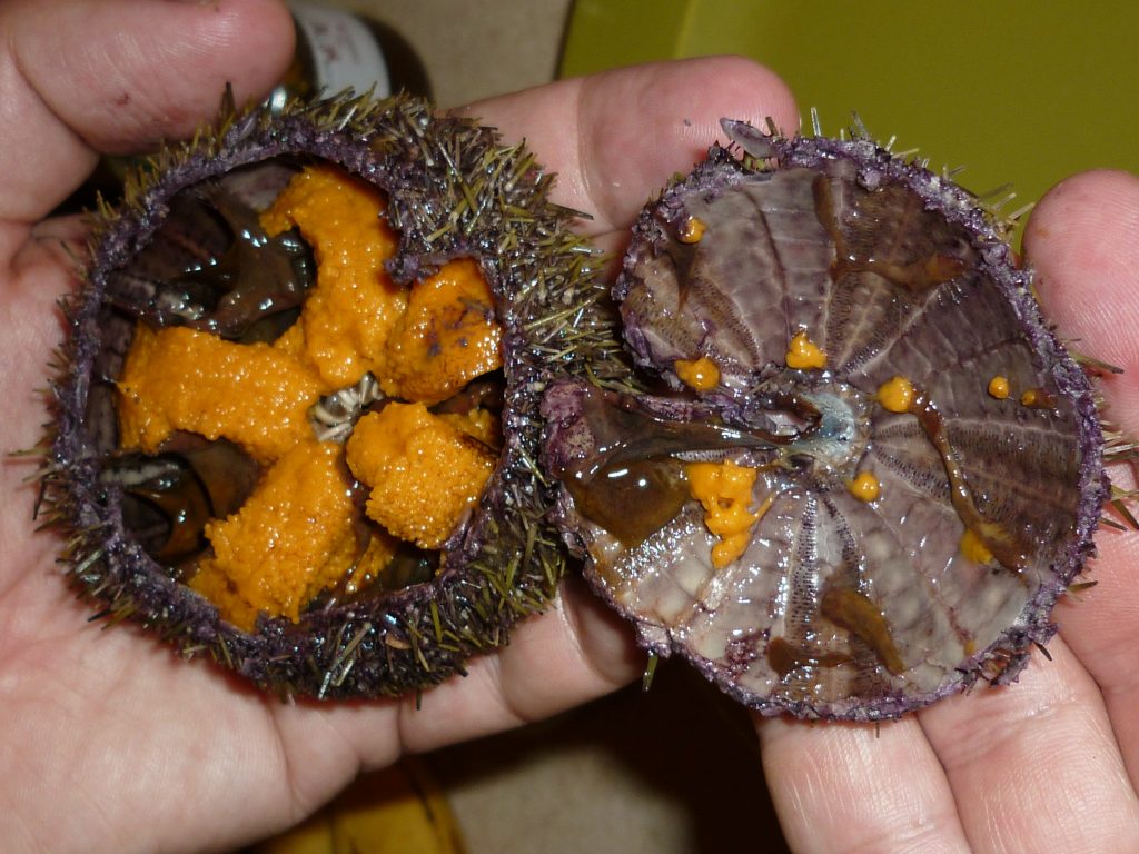 Wie öffnet man einen Seeigel? - Chez MatzeChez Matze